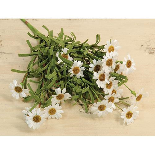 Mini Mountain Daisy Bush - Cream – Farmabilia